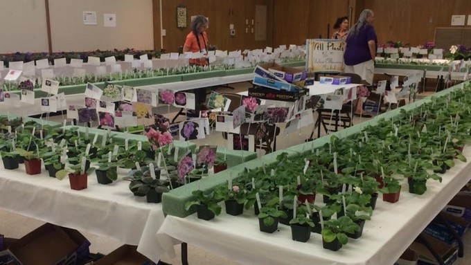 Sacramento Digs Gardening: Shop for unusual African violets at big sale