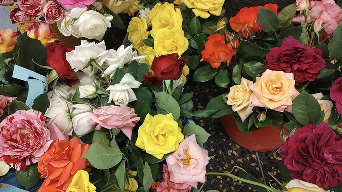 Sacramento Digs Gardening: Celebrate roses at 76th annual Sacramento ...