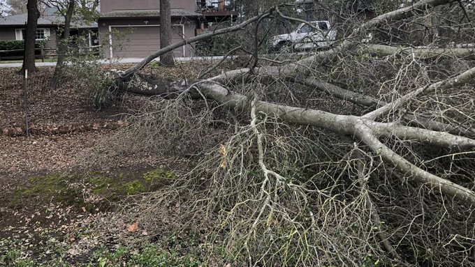 Sacramento Digs Gardening: Beware of falling branches; more wind, rain ...