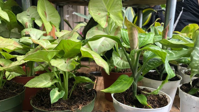 Sacramento Digs Gardening: Green Acres hosts houseplant extravaganza in ...