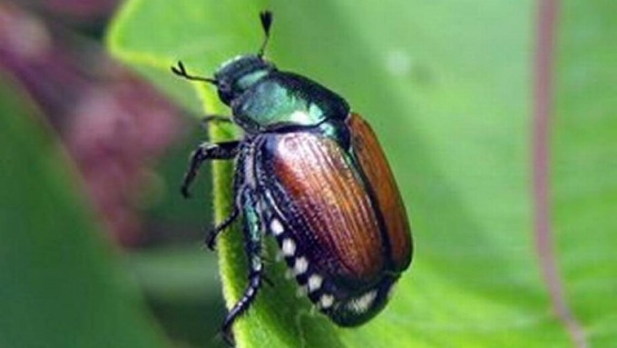 Sacramento Digs Gardening: Have you seen this bad bug? Call state hotline