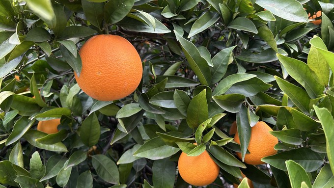 Sacramento Digs Gardening: Pick oranges now or wait? Here's how to know