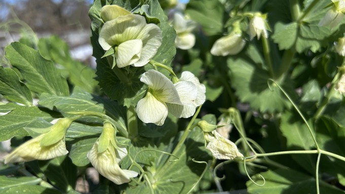 Sacramento Digs Gardening: Dig In: Garden checklist for week of Feb. 23