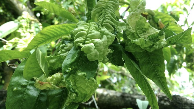 Sacramento Digs Gardening: Dig In: Garden checklist for week of Nov. 13