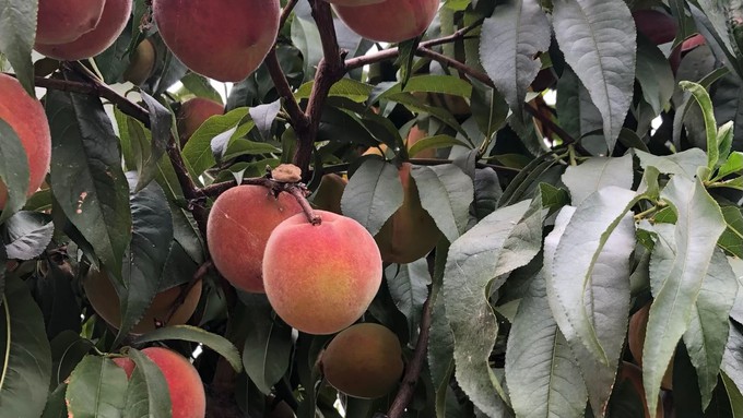 Sacramento Digs Gardening: Get rare fruit varieties at annual Scion ...