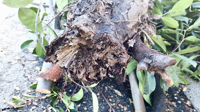 Sacramento Digs Gardening: Fallen photinia teaches lesson about roots