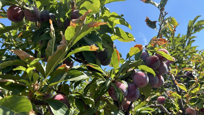Sacramento Digs Gardening: Summer pruning of fruit trees: Why and how