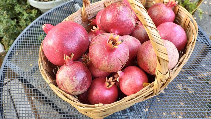 Sacramento Digs Gardening: Pick pomegranates before the rain makes them ...
