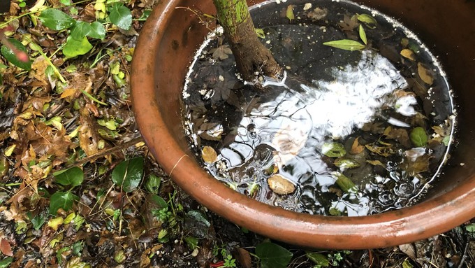 Sacramento Digs Gardening: What happens when soil gets too much water