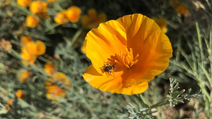 Sacramento Digs Gardening: Celebrate California native plants this week ...