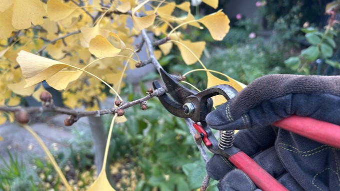 Sacramento Digs Gardening: Learn how to prune young shade trees