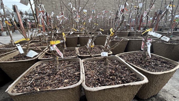Sacramento Digs Gardening: FIMBY: Tips for planting bare-root trees ...