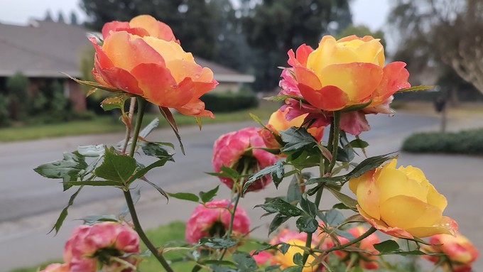 Sacramento Digs Gardening: Why are Sacramento roses still blooming?
