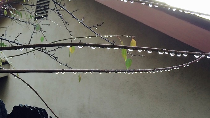 Sacramento Digs Gardening: Dig In: Garden checklist for week of Dec. 25