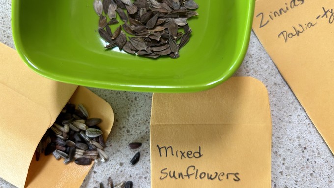 Sacramento Digs Gardening: Celebrate National Seed Swap Day in Fair Oaks