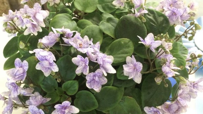 Sacramento Digs Gardening: Find hundreds of unusual African violets at sale