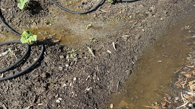 Sacramento Digs Gardening: Skeeter season arrives with bad mosquitoes ...