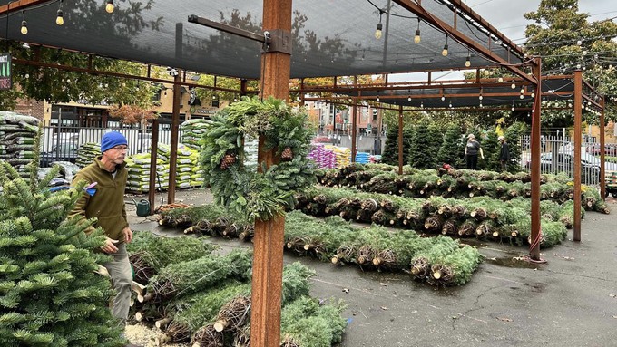 Sacramento Digs Gardening: Fresh Christmas trees should be in good ...